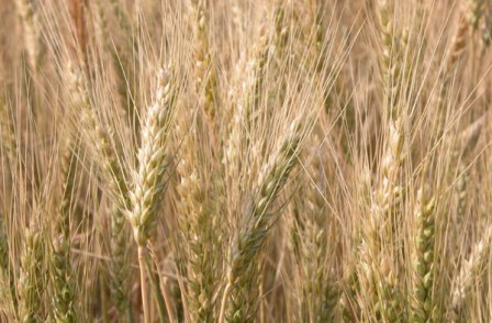 Investigadores argentinos contribuyen a descifrar el genoma de trigo