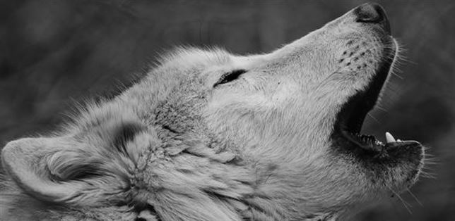 Los lobos tienen sus propios dialectos de aullido