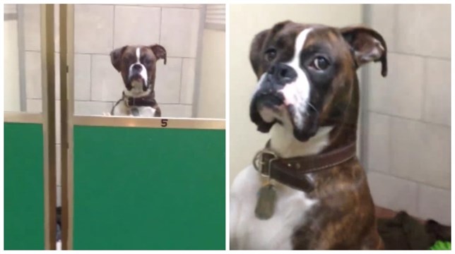 Un pero muy indignado (Mira el VIDEO)