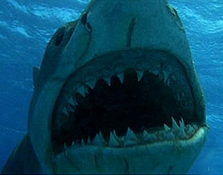 Inaugurada hoy la exposición “A favor de los tiburones, un mar de ...