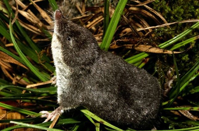Descubren una nueva especie de musaraña en las sierras de Tejeda y Almijara