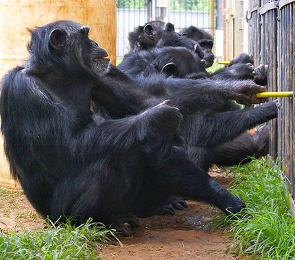 Los chimpancés prefieren cooperar a competir