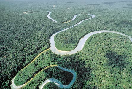 La biodiversidad del Amazonas surgió con temperaturas más altas