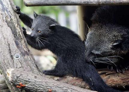 Nace el primer binturong en España desde hace 20 años
