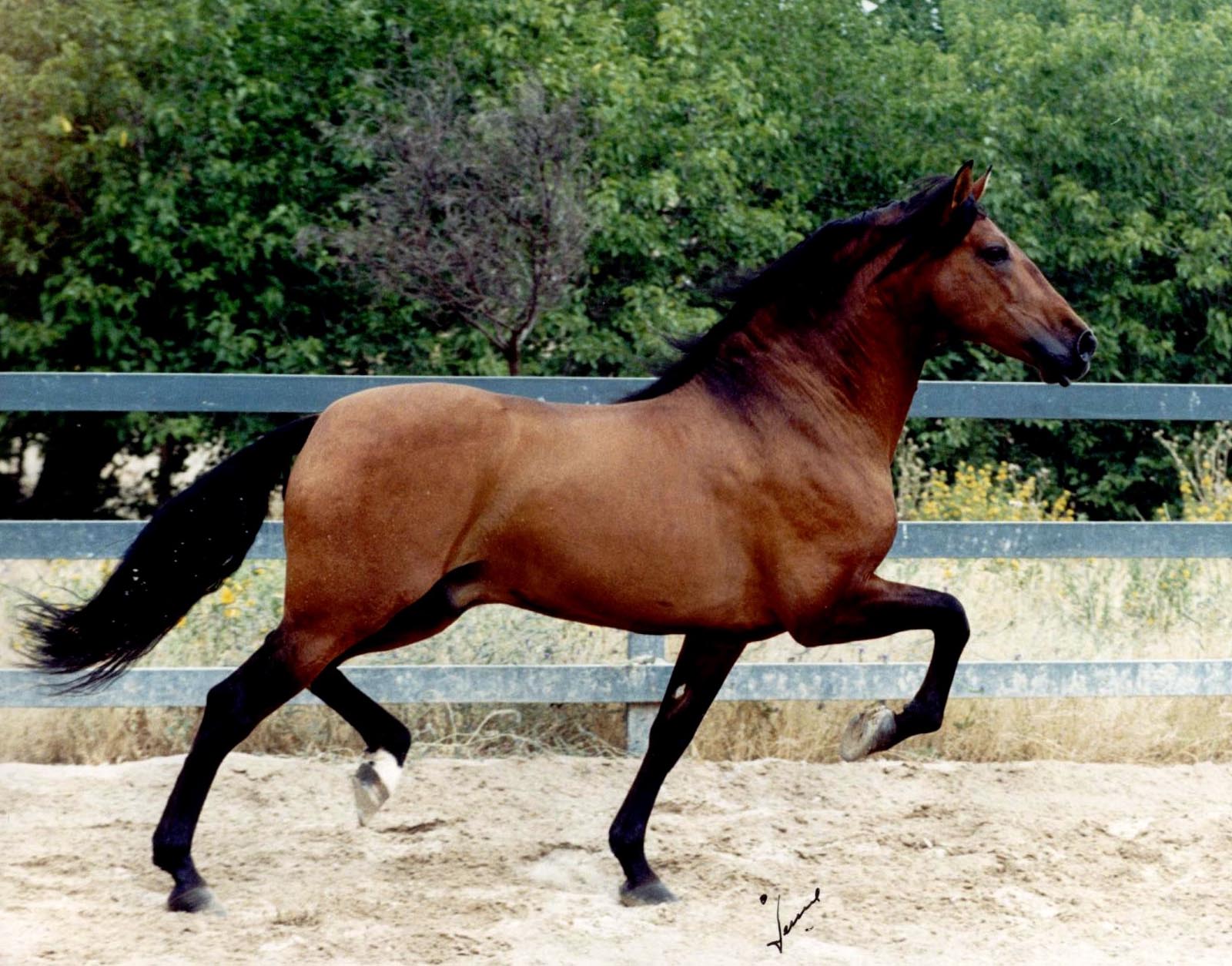 Se armoniza el sistema de identificación y registro de los animales de ...