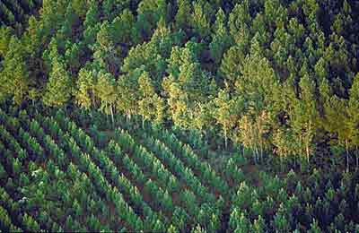 Recursos Forestales, un curso online de IUSC