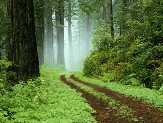 Gestión Sostenible de Recursos Forestales, el camino a seguir con IUSC