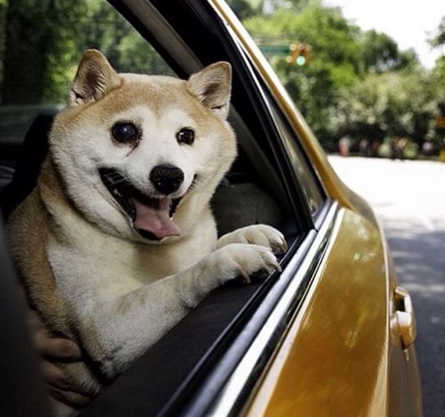 Cinnamon, el perro ‘sonriente’