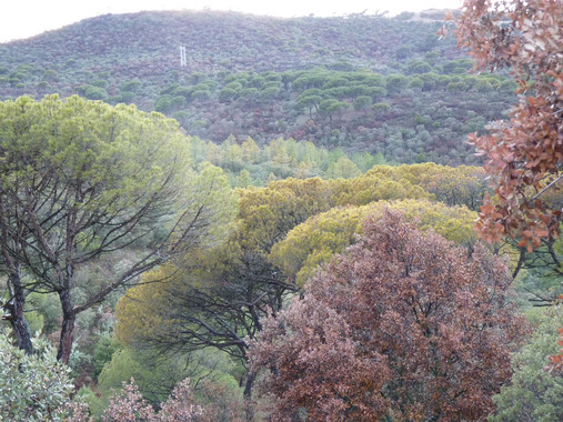 Una innovadora APP para estudiar el estado de los encinares en España