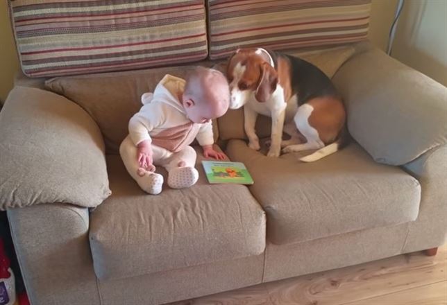 Perros y bebés, los mejores amigos