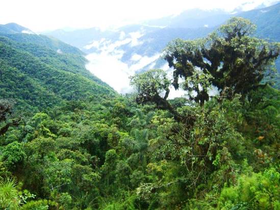 Quieres aprender a gestionar los recursos forestales
