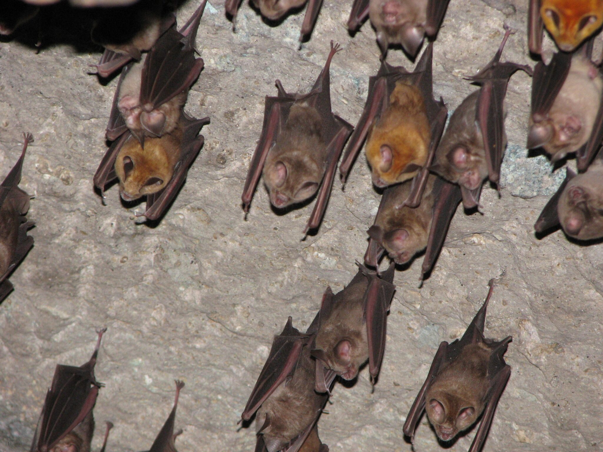 Los murciélagos, aliados del ecosistema