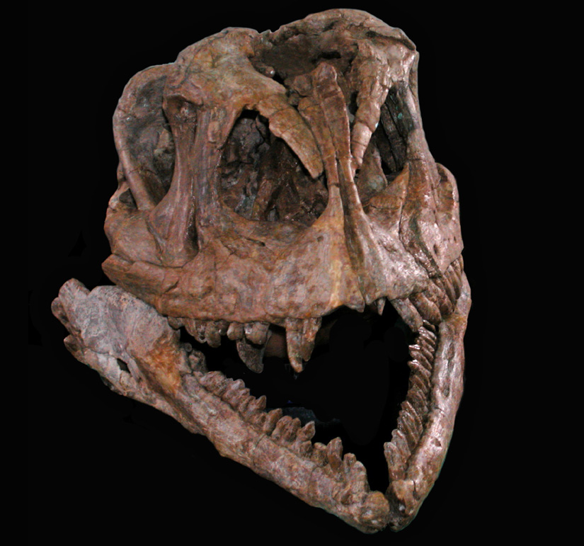 Descubren en Argentina el eslabón perdido de los saurópodos