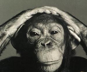 APDDA y Proyecto Gran Simio presentarán un manifiesto en Las Cortes ...