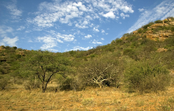 Los arbustos en zonas áridas generan ecosistemas más diversos