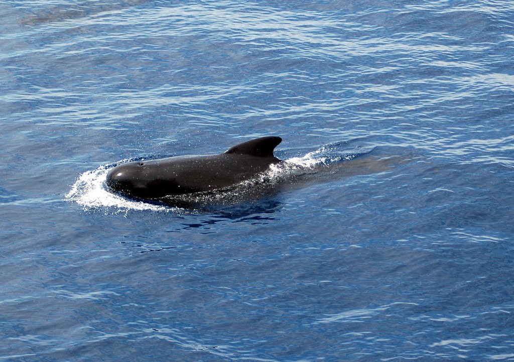 Personal de Medio Ambiente de Fuerteventura encuentra un calderón tropical