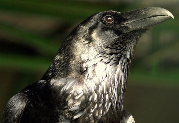 Algunos cuervos usan herramientas porque se nutren mejor