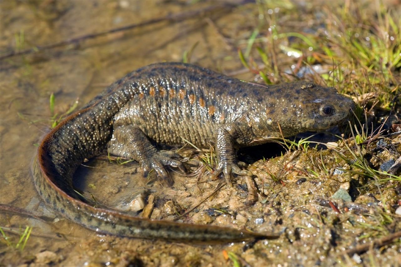 Descubren una población de gallipato en Sierra Espuña