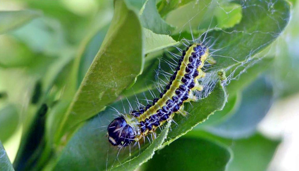 Especies exóticas invasoras, cómo debemos actuar