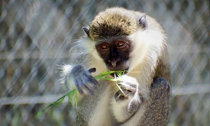 Los monos verdes africanos tienen un mecanismo que les protege del sida