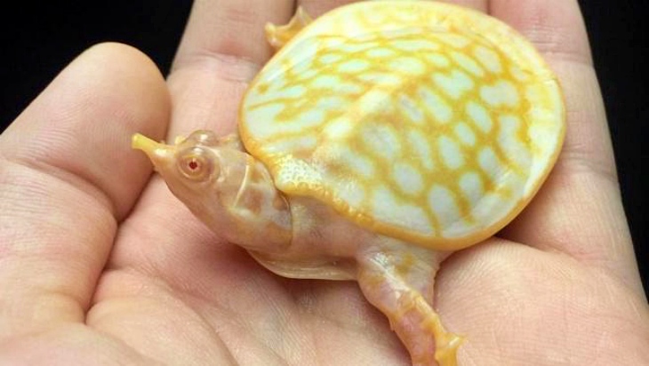 La tortuga albina que se ha hecho ‘viral’