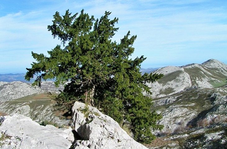 Conservando y gestionando el ‘tejo’