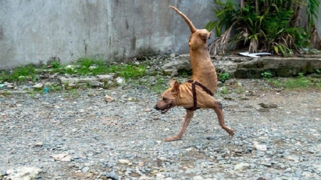 Un perro, que nació sin patas traseras sigue adelante, todo un ejemplo