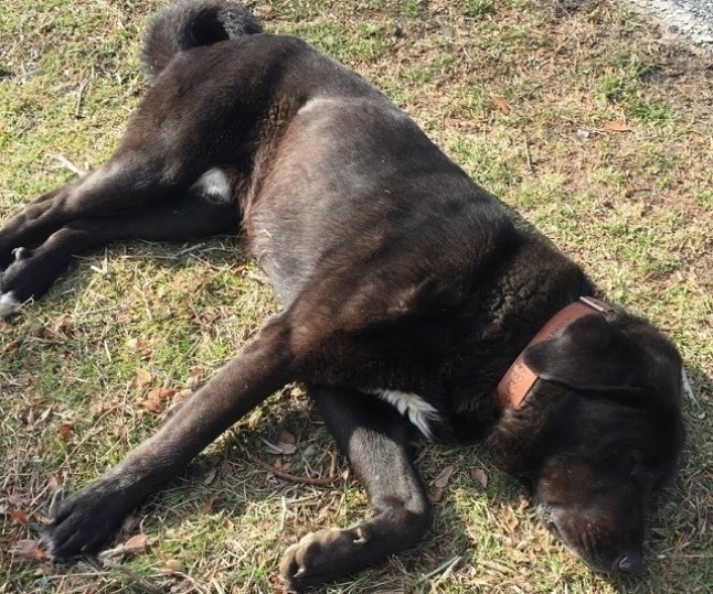 Un fenómeno viral llamado TIZON