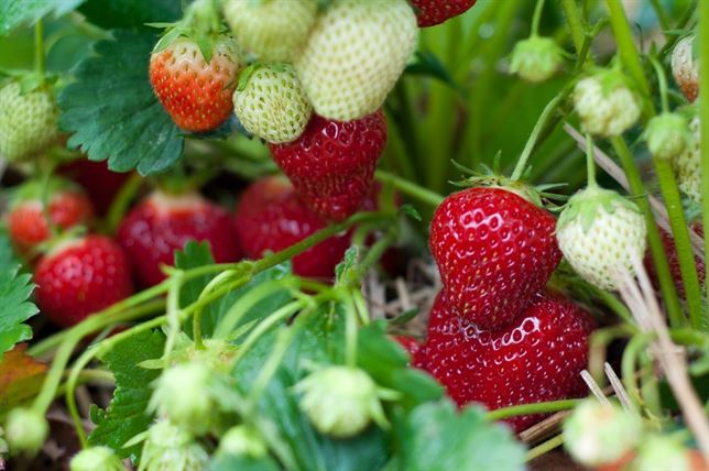 Propiedades nutritivas y antioxidantes en las raíces y hojas de las fresas