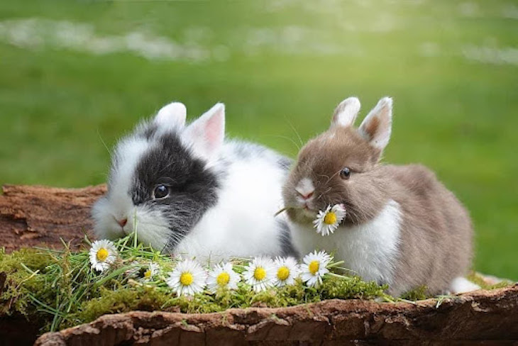 Día Internacional del conejo 2021