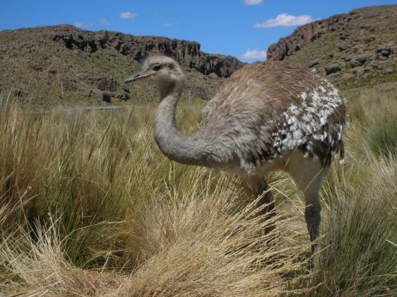 6 especies endémicas de la Patagonia, en decadencia