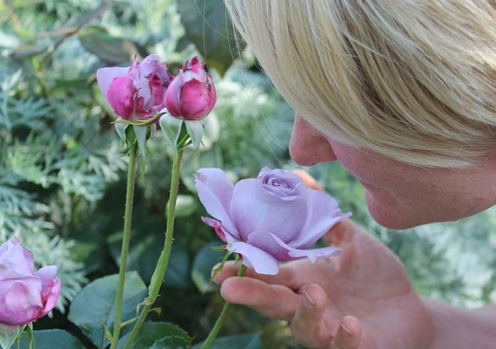 El virus del 'olor a rosas’