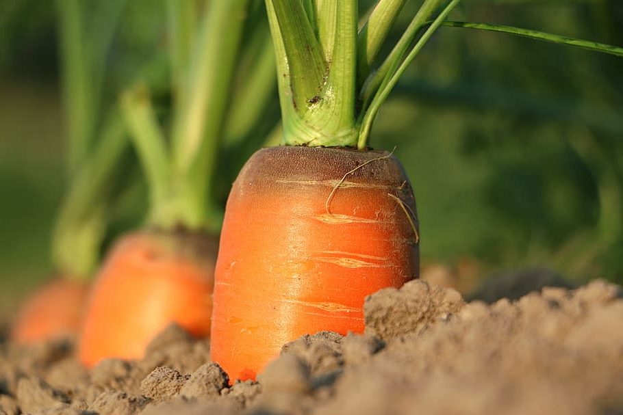Fertilizantes naturales para alimentos ecológicos