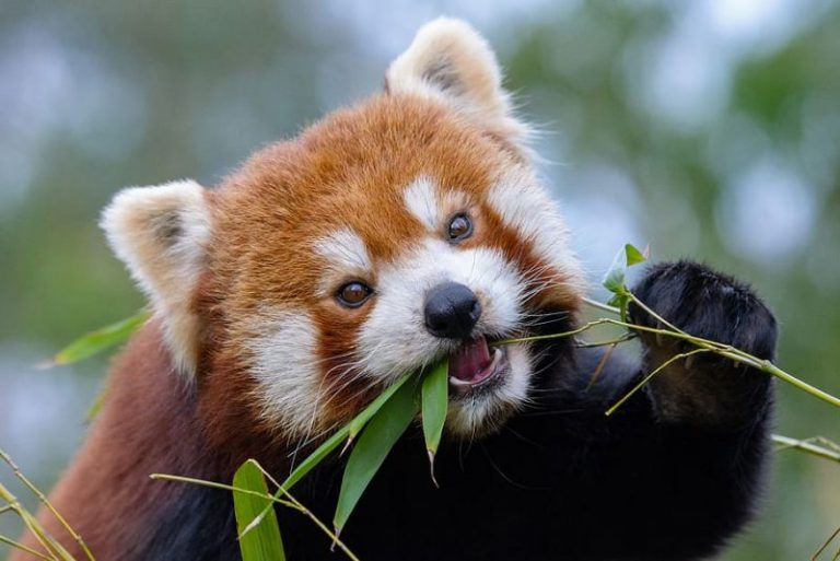 Día Internacional del Panda Rojo 2022