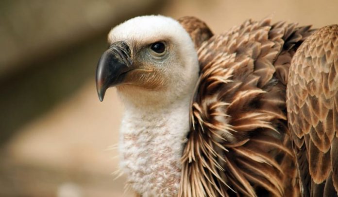 Día Internacional del Buitre 2022