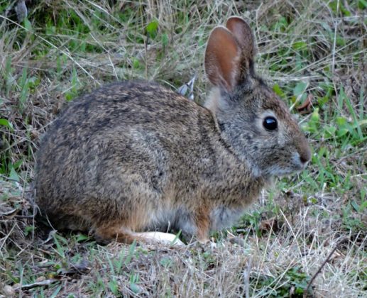 Qué sabes del conejo andino de rabo blanco que habita en las tierras ...