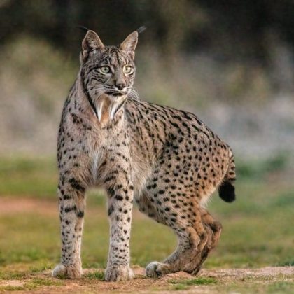 Día Internacional del Lince Ibérico 2022