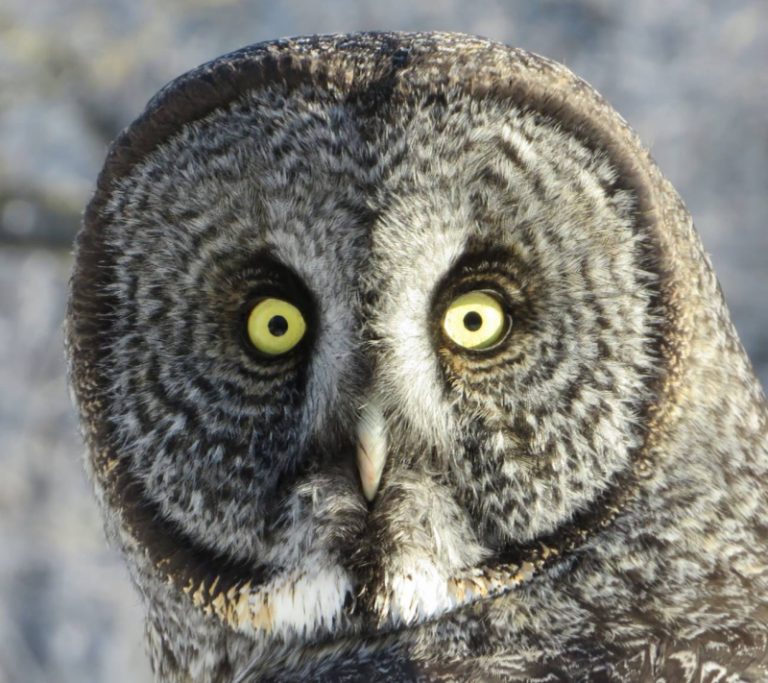 Los búhos gigantes cazan con su ‘radar’ facial