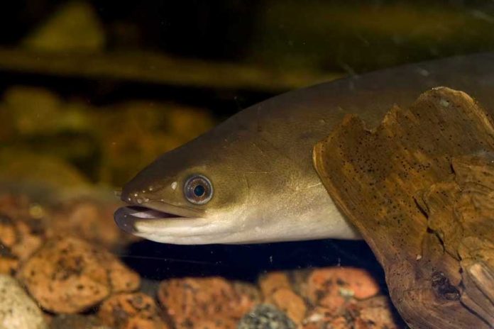 Recuperación de la anguila: captura cero