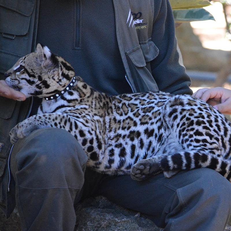 Basta de molestar a los animales salvajes