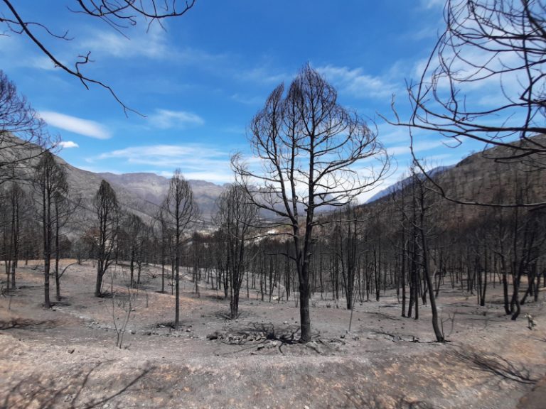 Qué hacer después de un incendio forestal