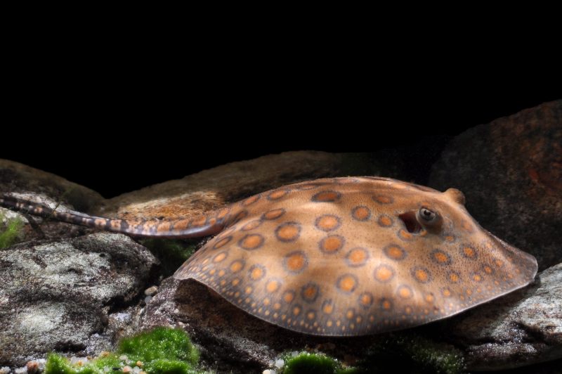 Rayas de agua dulce en peligro