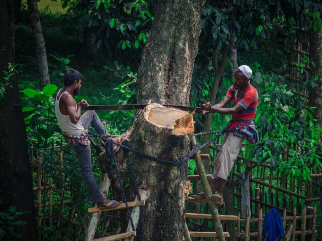 Qué es la deforestación, cuáles son sus causas y los 8 países que más ...