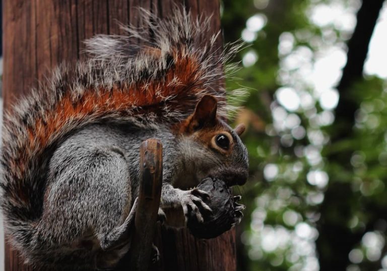 Día Mundial de la Ardilla 2022