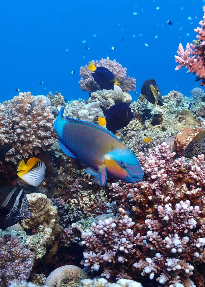 Los arrecifes y la caca de los peces