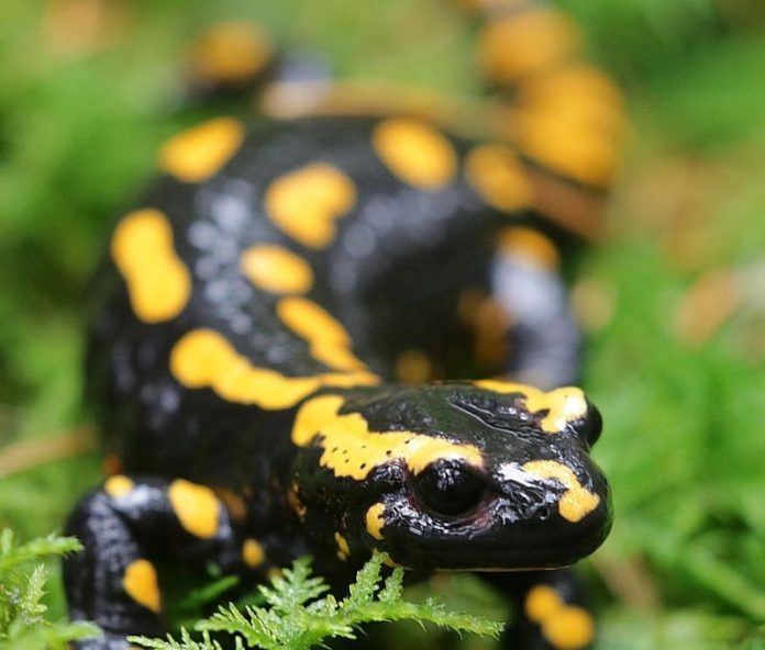 Día Internacional para la Conservación de los Anfibios 2023