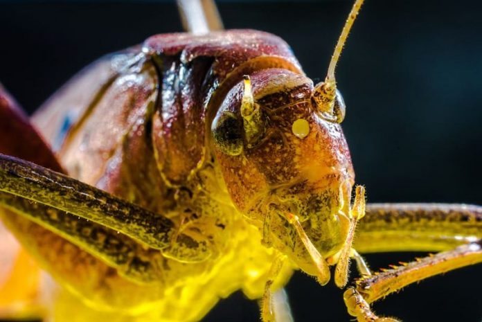 Presente y futuro del cultivo de insectos en la UE