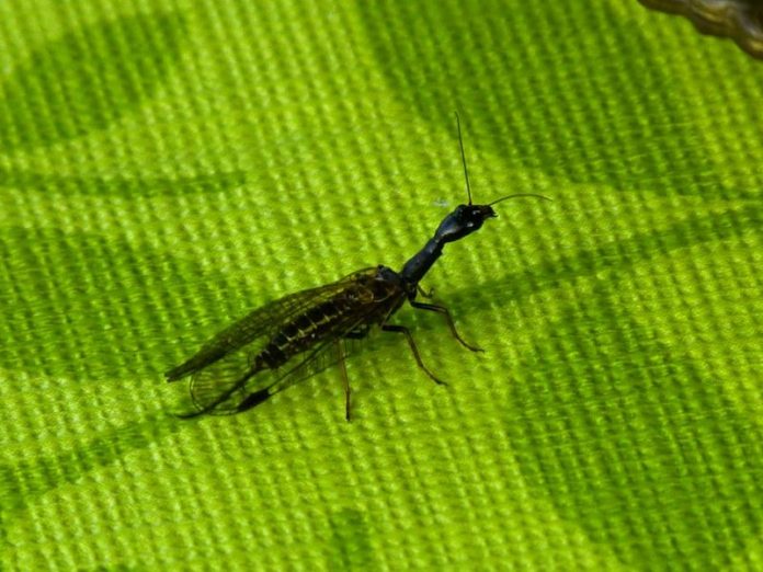 Cada vez hay menos insectos neurópteros