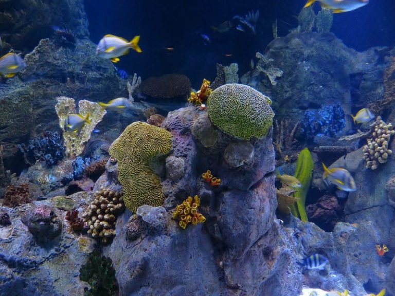 Los arrecifes y la caca de los peces