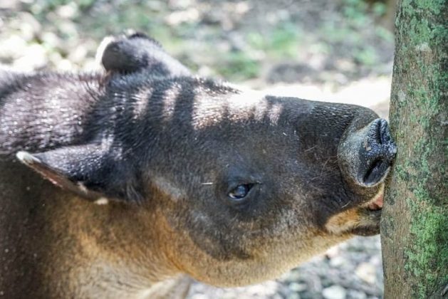 Día Mundial del Tapir 2024